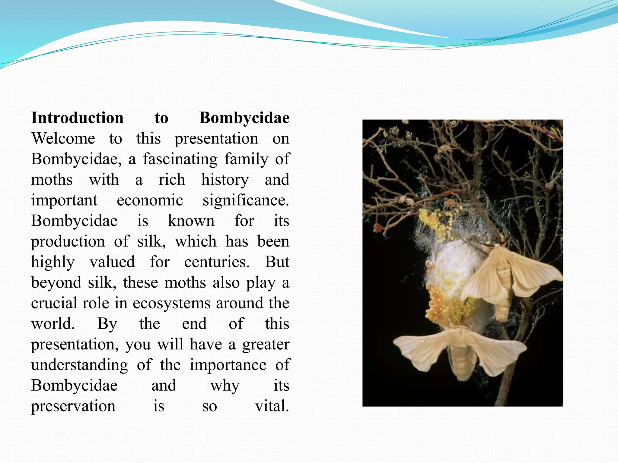 ENTOMOLOGY PPT ON BOMBYCIDAE AND SATURNIIDAE.pptx