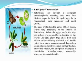 ENTOMOLOGY PPT ON BOMBYCIDAE AND SATURNIIDAE.pptx