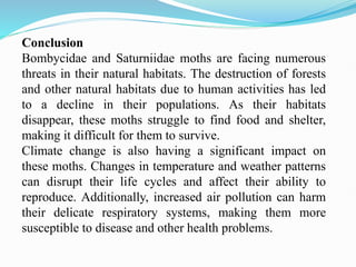 ENTOMOLOGY PPT ON BOMBYCIDAE AND SATURNIIDAE.pptx