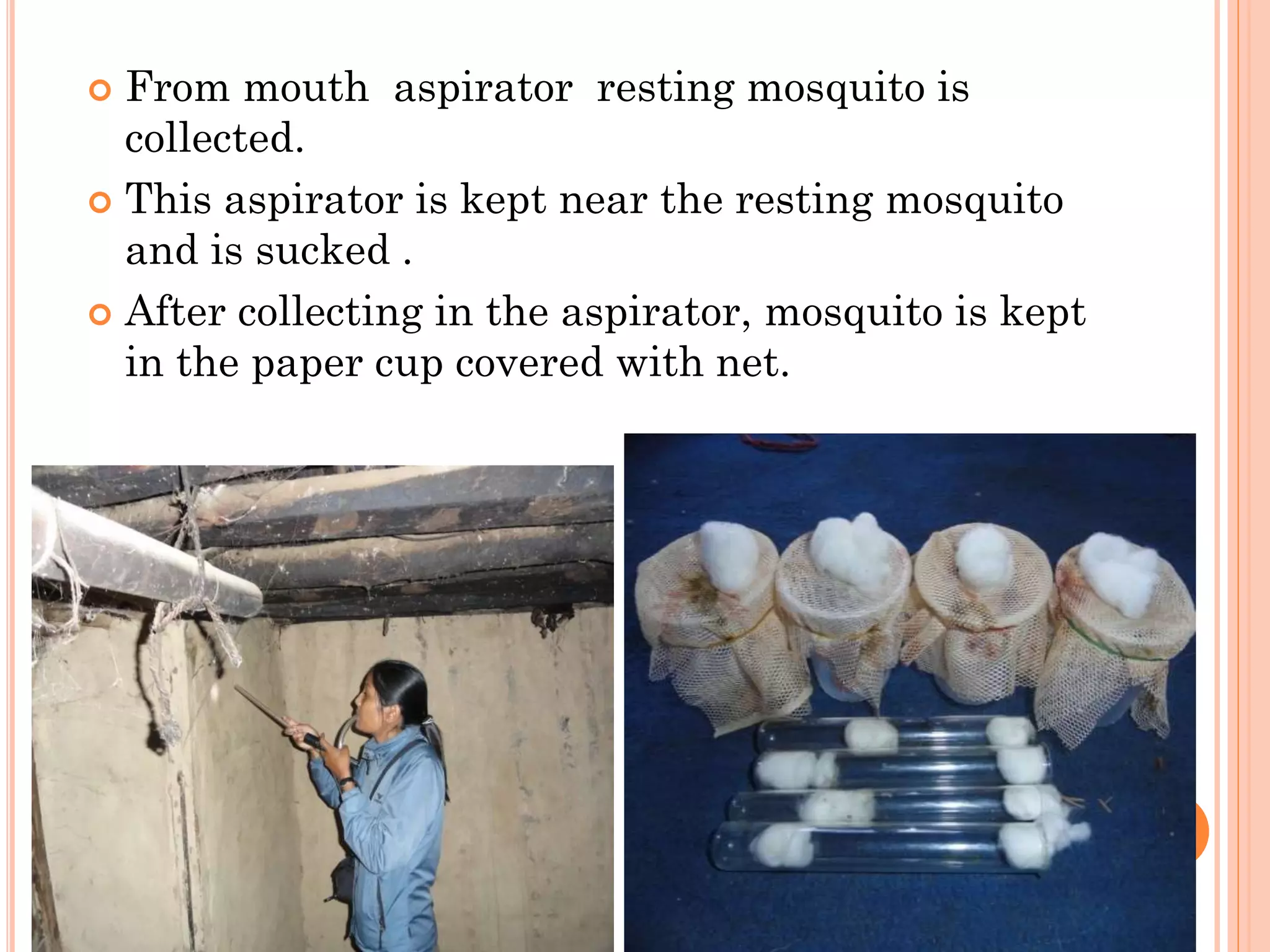 Entomological field techniques for mosquito and sandfly | PPTX