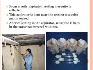Entomological field techniques for mosquito and sandfly | PPTX