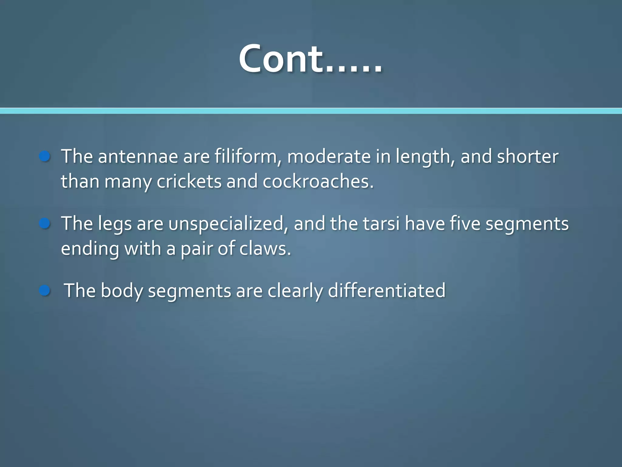 Order Plecoptera & Grylloblattodea | PPTX