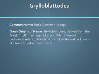 Order Plecoptera & Grylloblattodea | PPTX