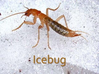 Order Plecoptera & Grylloblattodea | PPTX