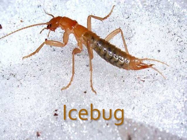 Order Plecoptera & Grylloblattodea | PPTX | Geography | Science