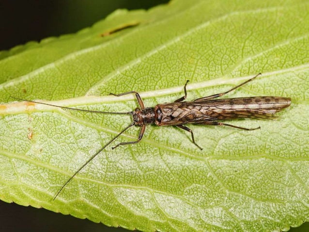 Order Plecoptera & Grylloblattodea | PPTX | Geography | Science