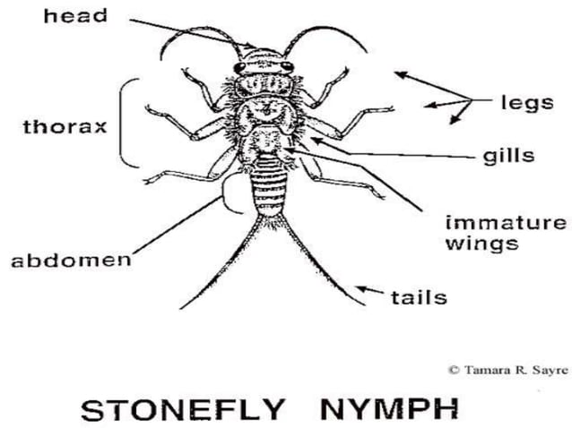 Order Plecoptera & Grylloblattodea