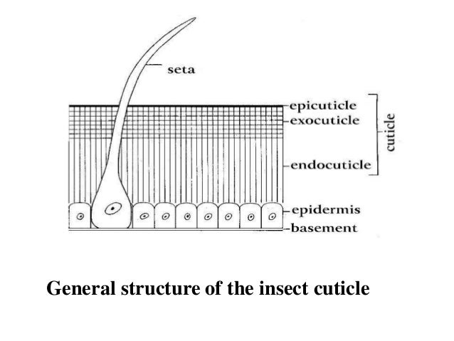 Introductory Entomology (ENT 201)