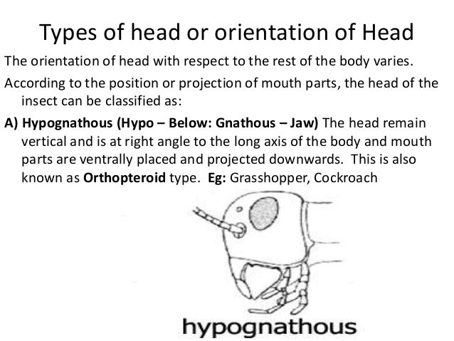 Introductory Entomology (ENT 201)