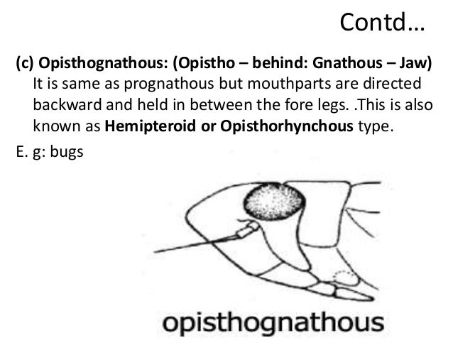 Introductory Entomology (ENT 201)