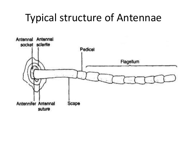 Introductory Entomology (ENT 201)