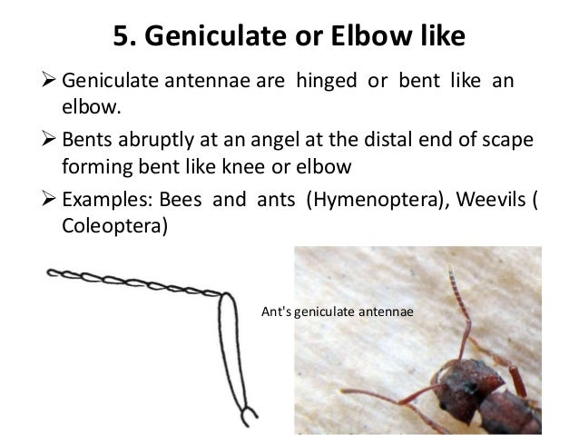 Introductory Entomology (ENT 201)