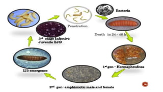 Entomopathogenenic nematodes | PPTX