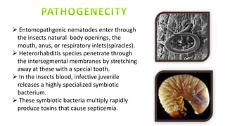 Entomopathogenenic nematodes | PPTX
