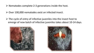 Entomopathogenenic nematodes | PPTX