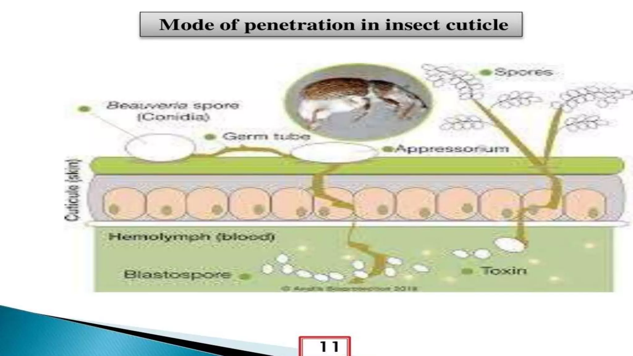 Entomopathogenic fungi | PPTX