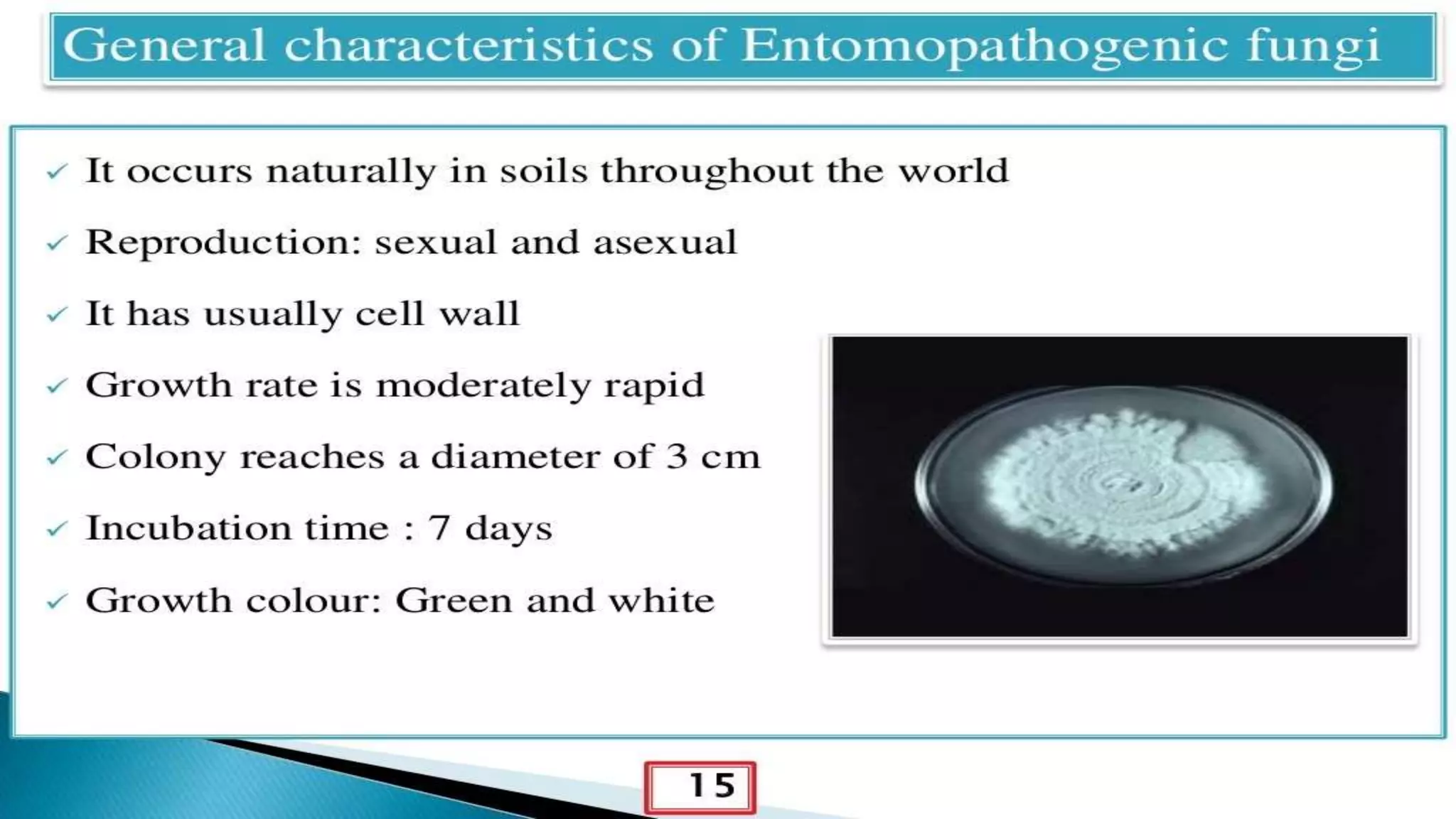 Entomopathogenic fungi | PPTX