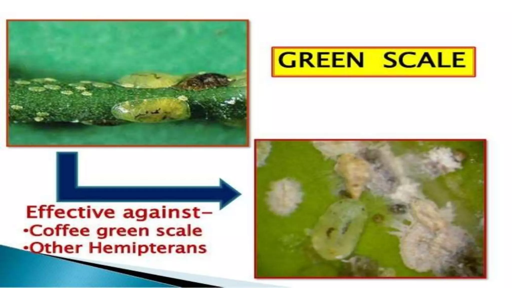 Entomopathogenic fungi | PPTX