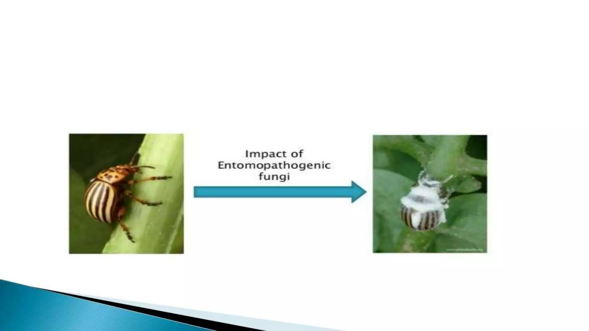 Entomopathogenic fungi | PPTX