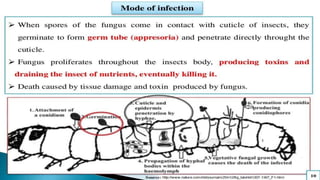 Entomopathogenic fungi | PPTX