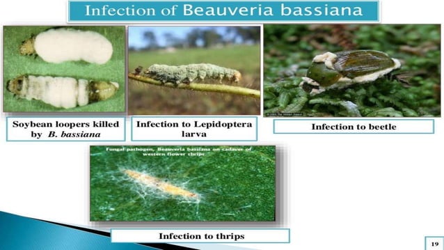 Entomopathogenic fungi | PPTX