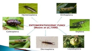 Entomopathogenic fungi | PPTX