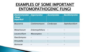 Entomopathogenic fungi | PPTX