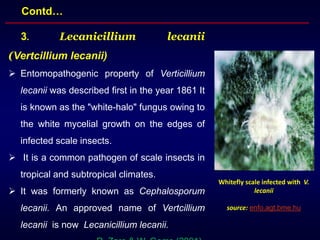 Introduction, Mode of action and advantage of Entomopathogenic fungi.ppt