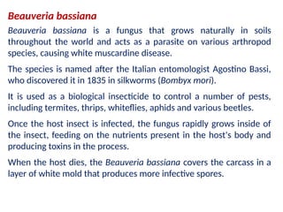 Biopesticides-Entomopathogenic fungi.pptx