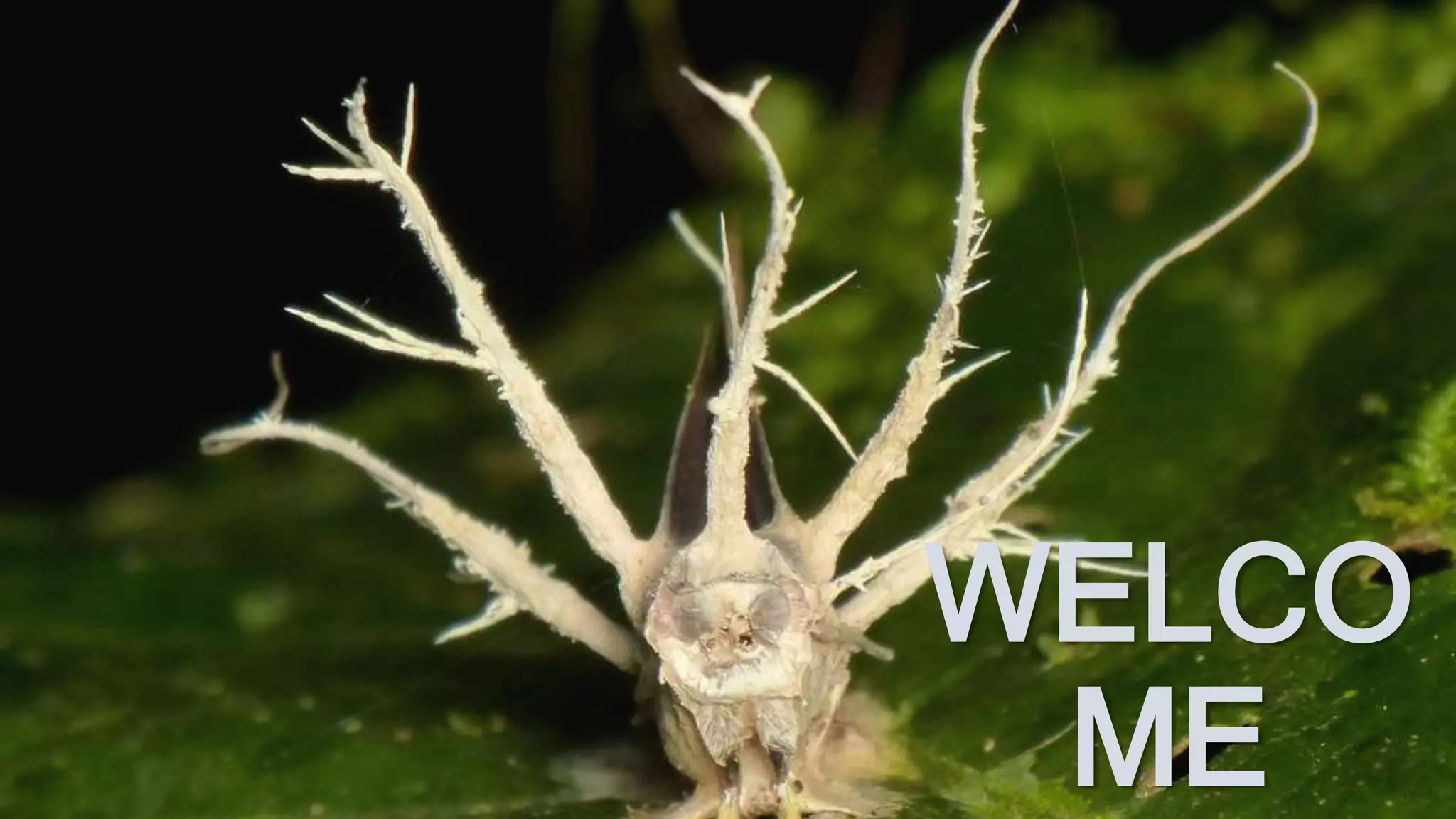 Genetic engineering and molecular interaction of entomopathogenic fungi ...