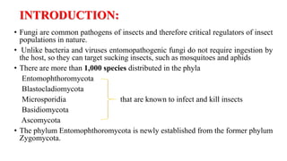 Genetic engineering and molecular interaction of entomopathogenic fungi ...