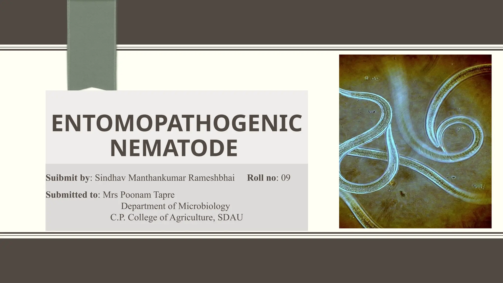 Entomopathogenic Nematodes (Steinernema spp and Heterorhabditis spp).pptx