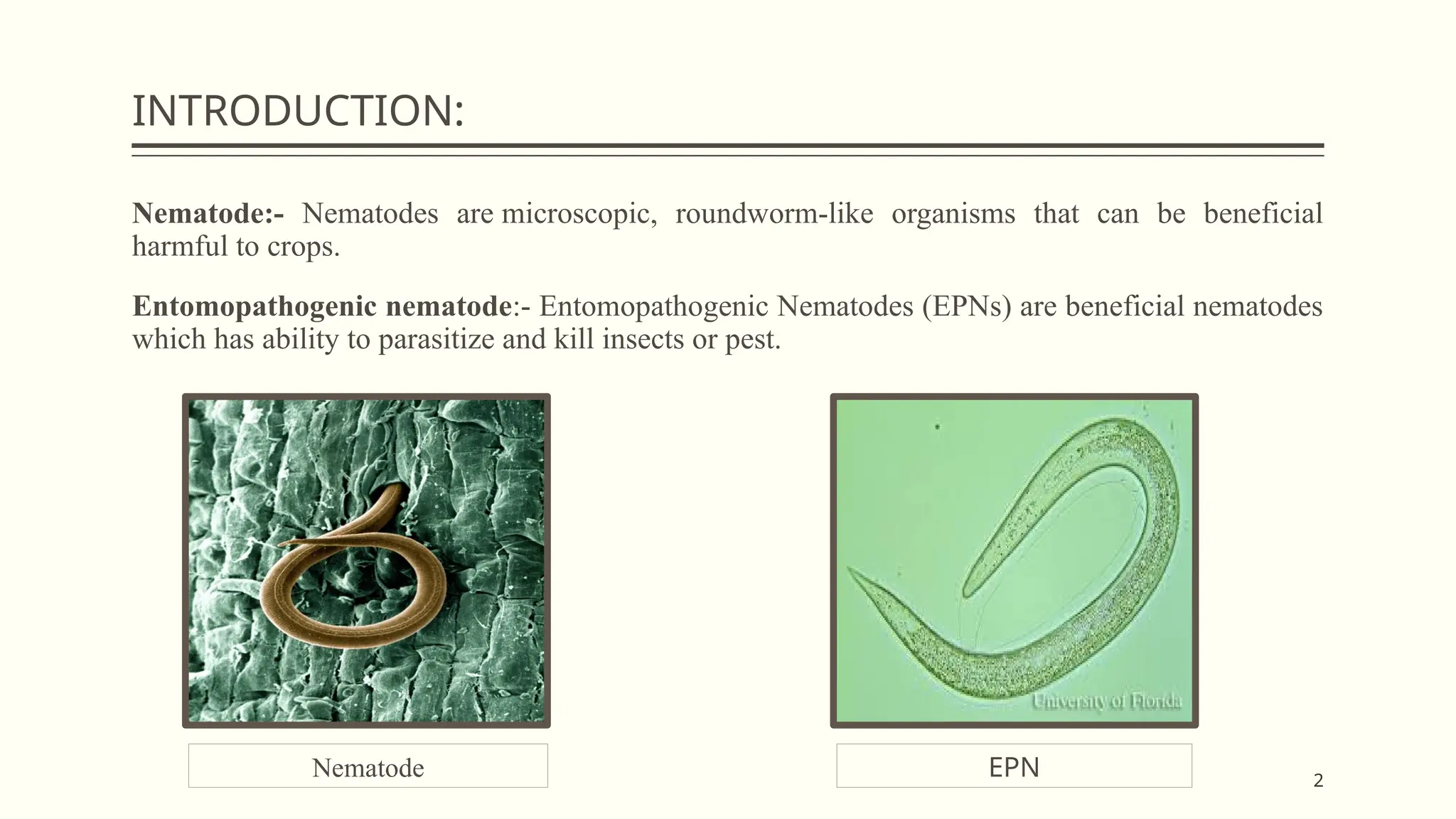 Entomopathogenic Nematodes (Steinernema spp and Heterorhabditis spp).pptx