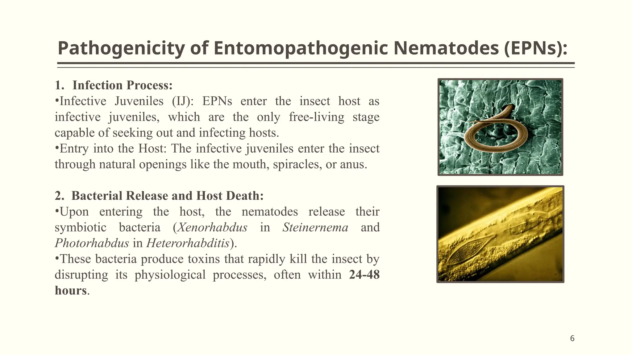 Entomopathogenic Nematodes (Steinernema spp and Heterorhabditis spp).pptx