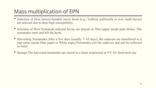 Entomopathogenic Nematodes (Steinernema spp and Heterorhabditis spp).pptx