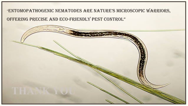 Entomopathogenic Nematodes (Steinernema spp and Heterorhabditis spp).pptx