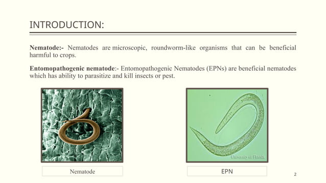 Entomopathogenic Nematodes (Steinernema spp and Heterorhabditis spp).pptx