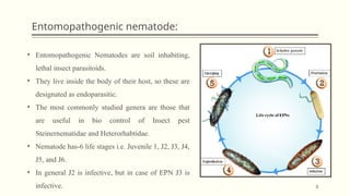 Entomopathogenic Nematodes (Steinernema spp and Heterorhabditis spp).pptx