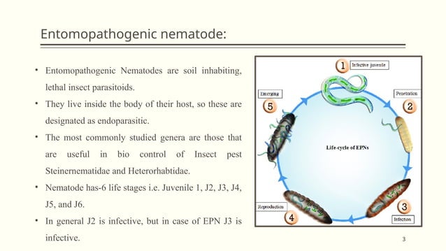Entomopathogenic Nematodes (Steinernema spp and Heterorhabditis spp).pptx