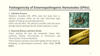 Entomopathogenic Nematodes (Steinernema spp and Heterorhabditis spp).pptx