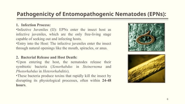 Entomopathogenic Nematodes (Steinernema spp and Heterorhabditis spp).pptx