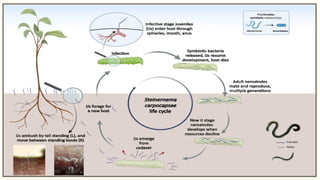 Entomopathogenic Nematodes (Steinernema spp and Heterorhabditis spp).pptx