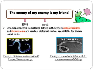 Entomopathogenic nematodes against ostrinia furnacalis (asian corn ...
