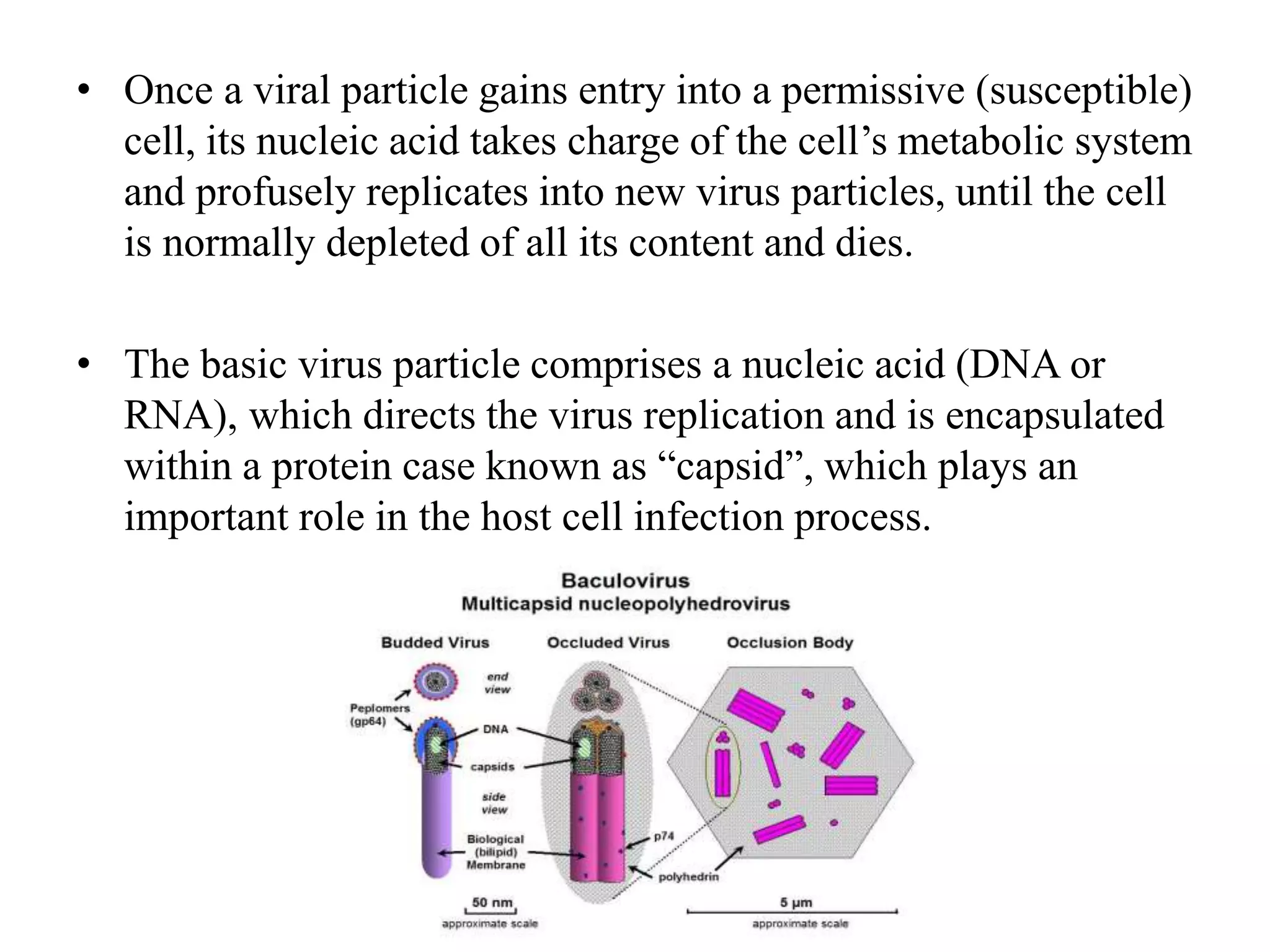 Entomopathogenic viruses | PPTX