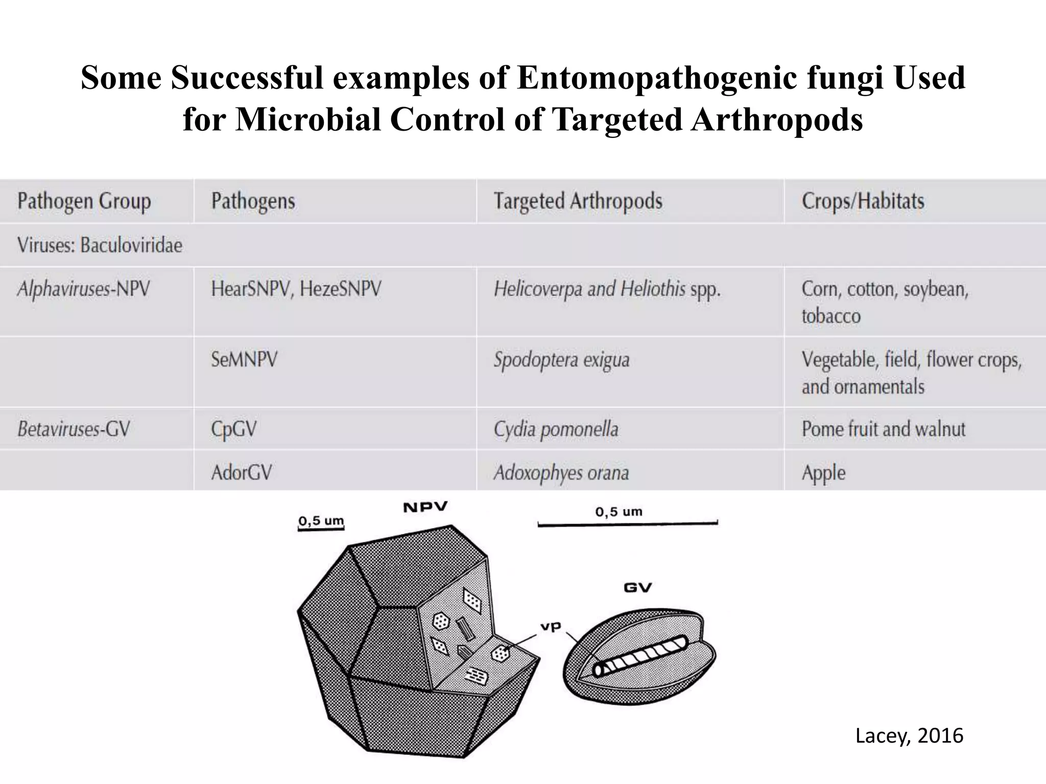 Entomopathogenic viruses | PPTX