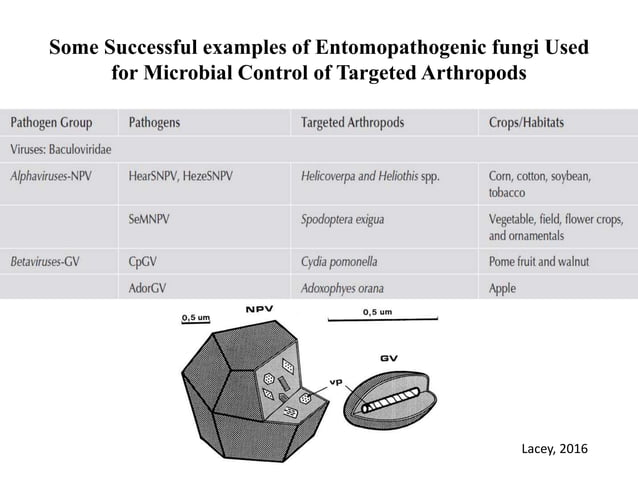 Entomopathogenic viruses | PPTX | Biological Sciences | Science