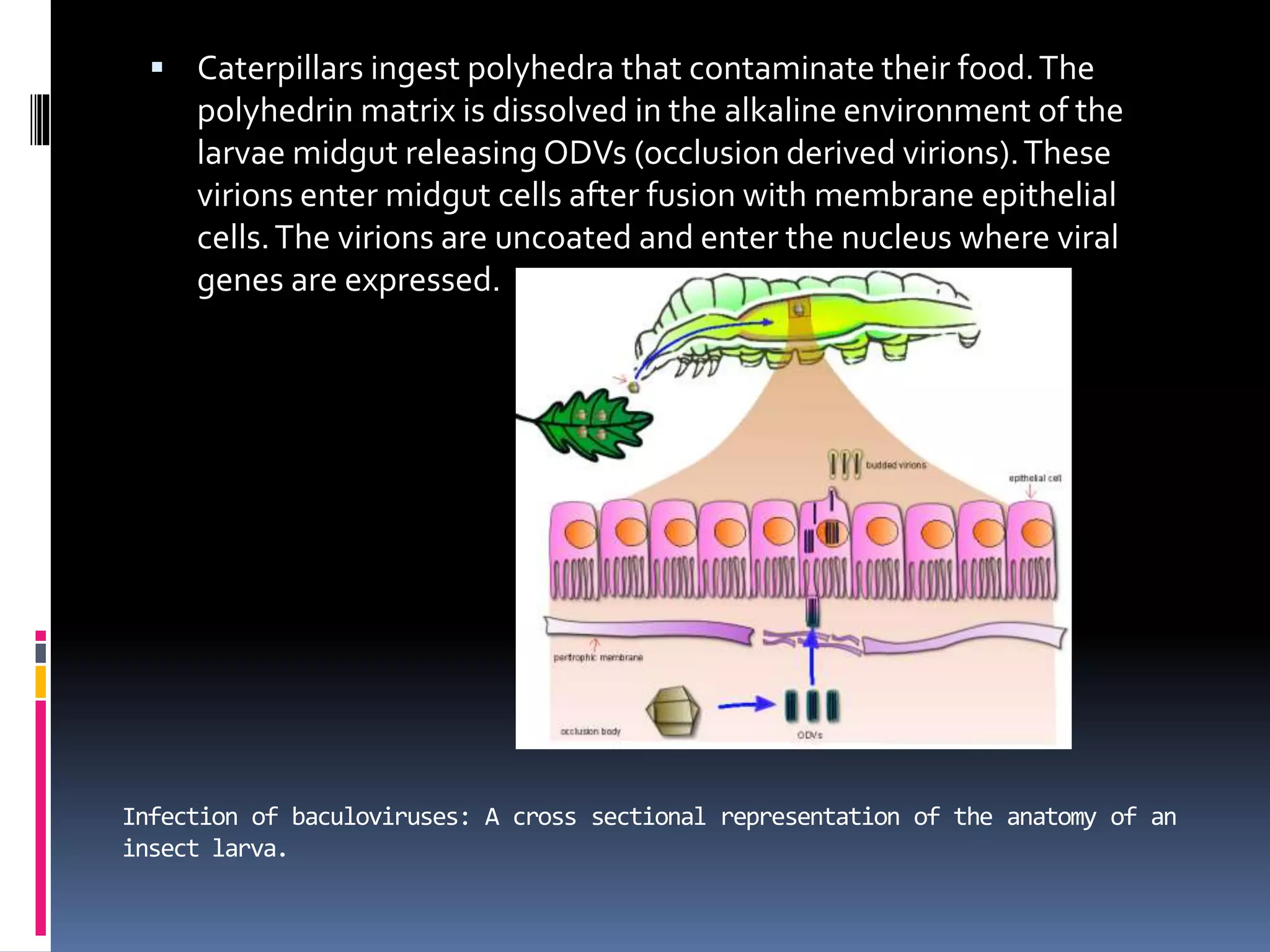 Entomopathogenic viruses.pptx