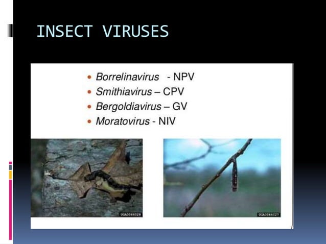 Entomopathogenic viruses.pptx