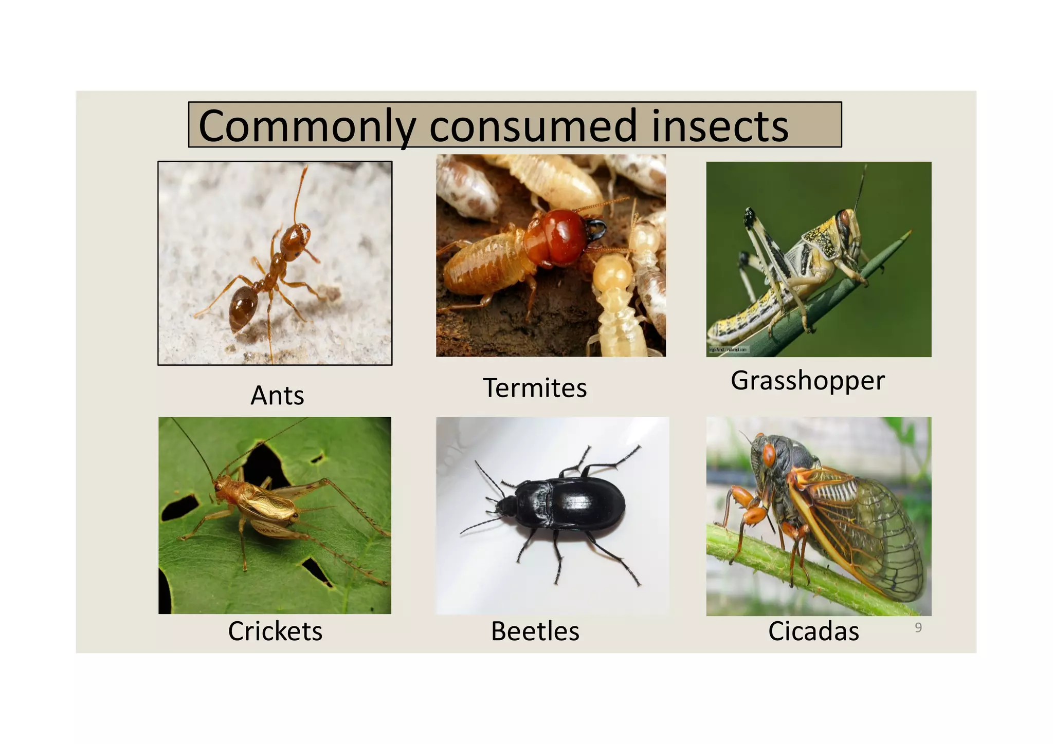 Entomophagy to address malnutrition & food insecurity | PDF