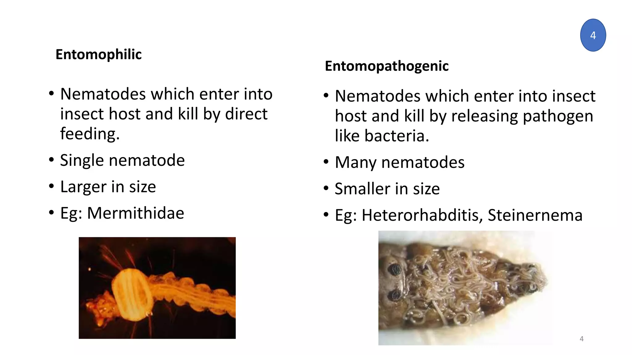 Entomophilic nematodes by Ajay Karthick S | PPTX